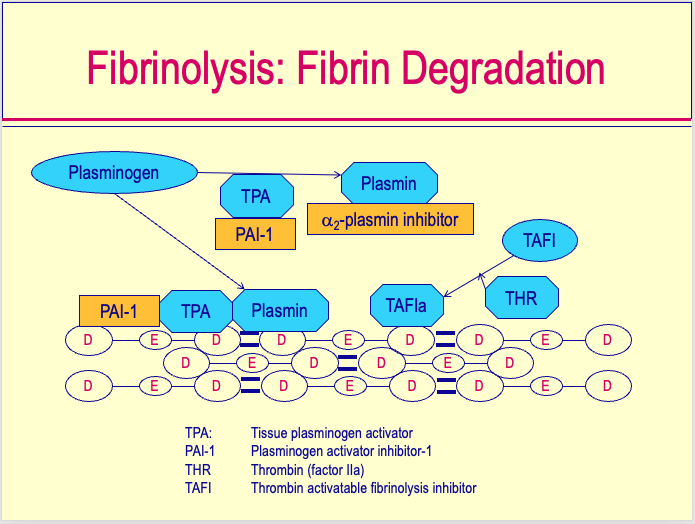 January 2026 QQ Summary: Fibrinolysis - The Fritsma Factor